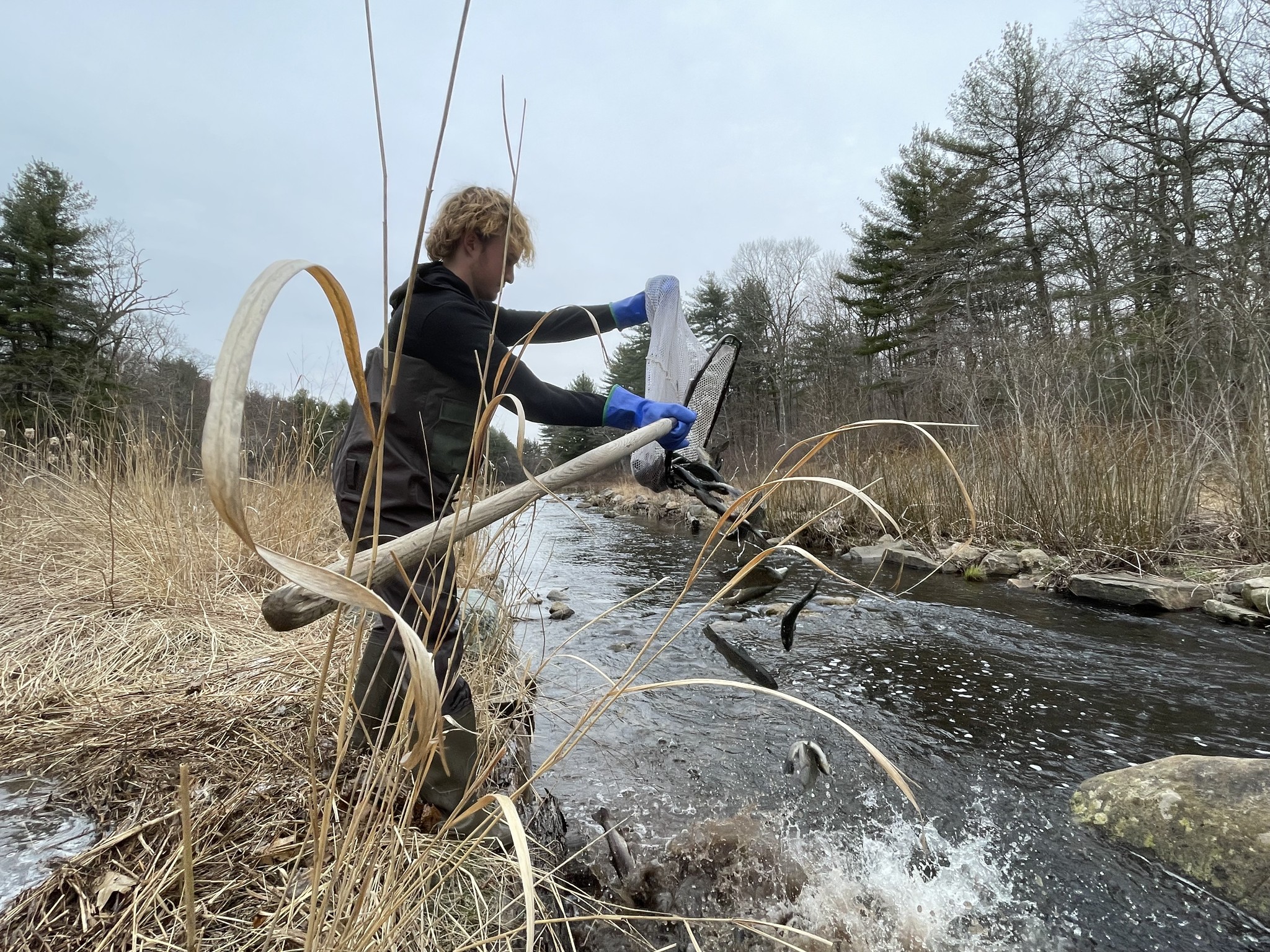 Connecticut Ramps Up Trout Stocking Ahead Of Fishing Season
