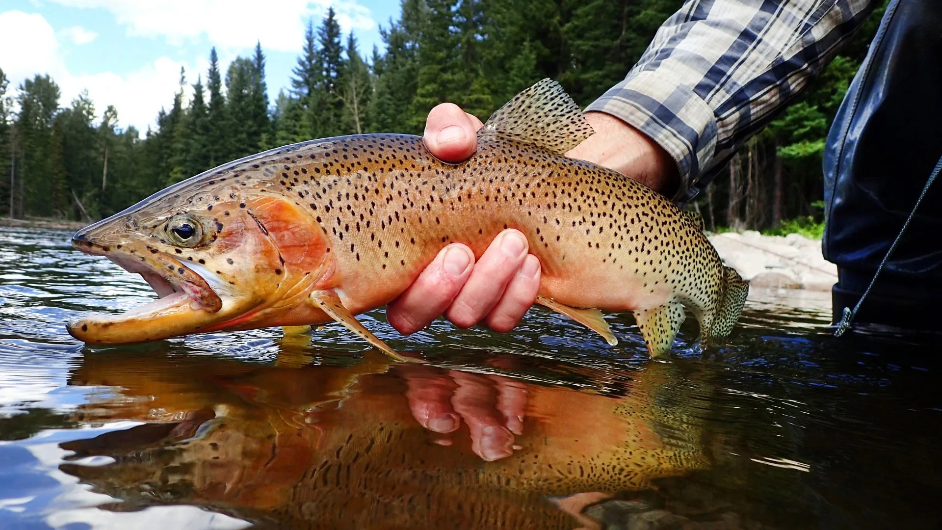 Connecticut Anglers Welcome Trout Season With 20,000+ Stocked Fish And ...